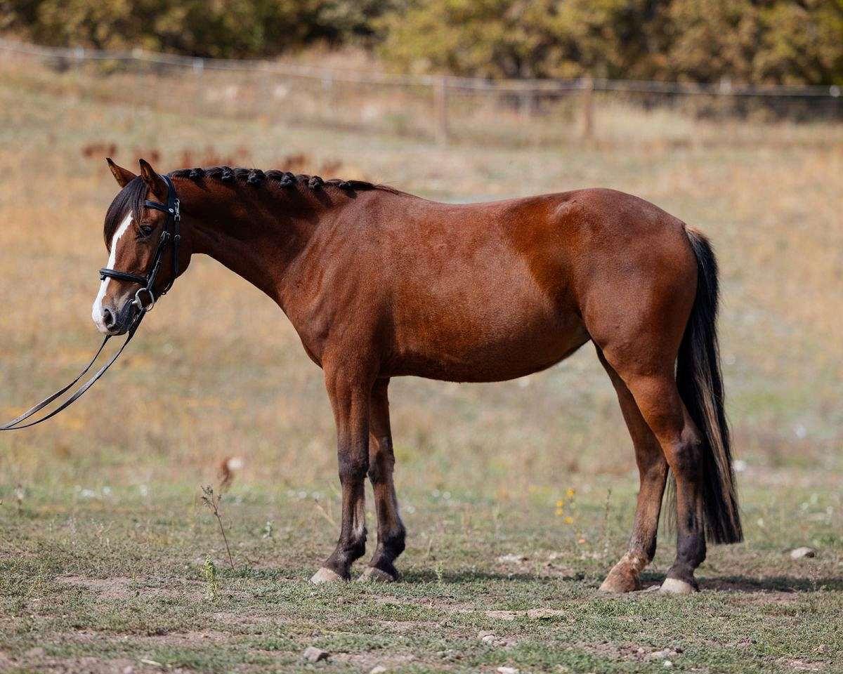 Connemara/Oldenburg Mare