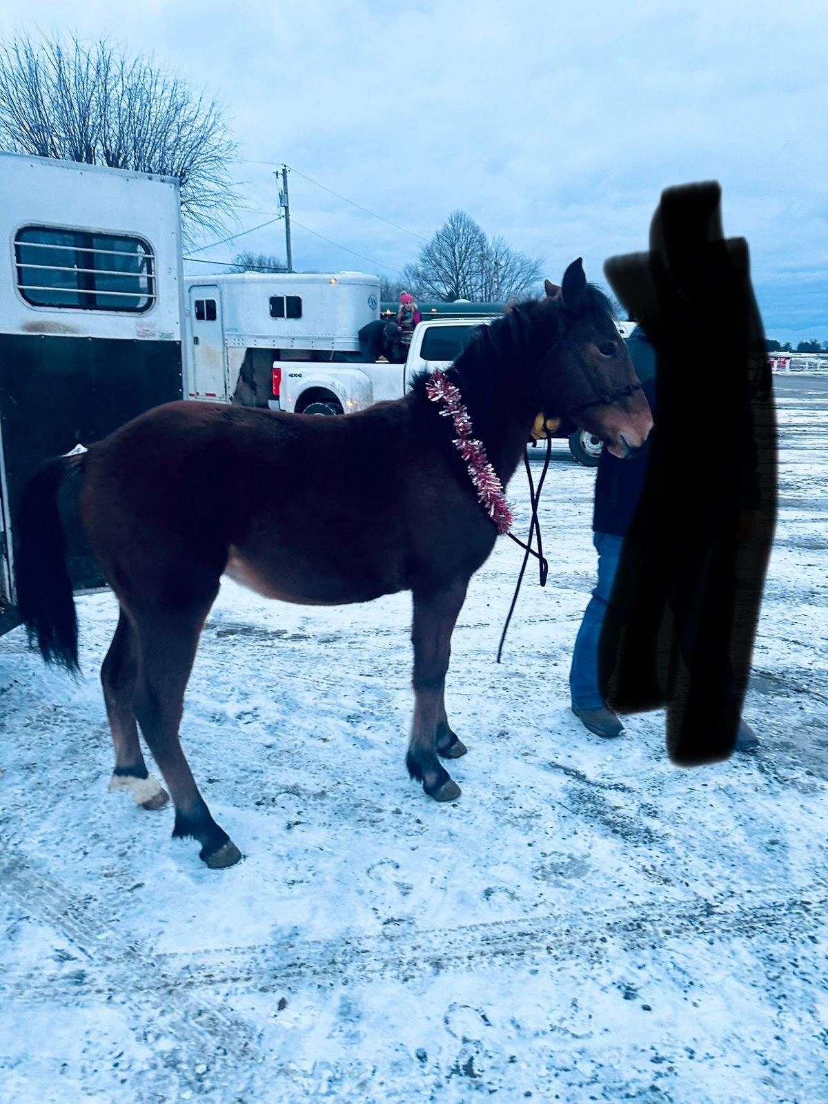 Christmas Pony