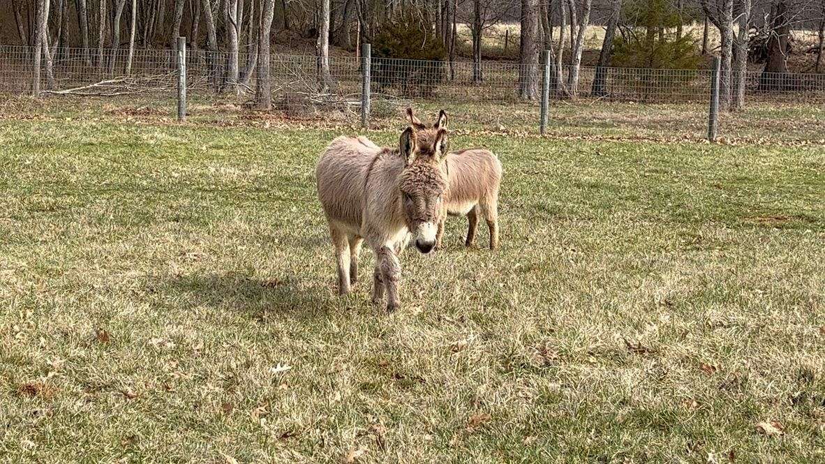 Bonded Pair of Geldings - Must be Sold Together