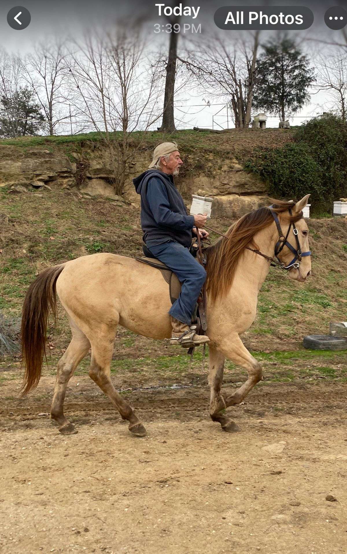 15.1 Rare Champagne Grulla Colt