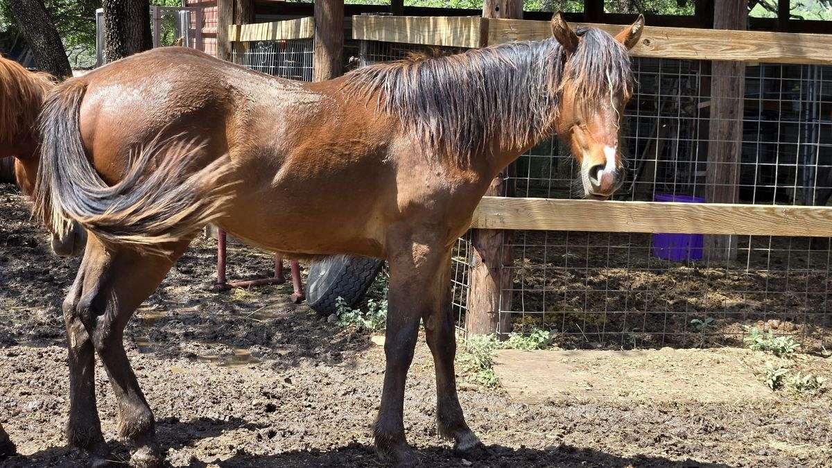 Performance Prospect With Elite Barrel Bloodlines