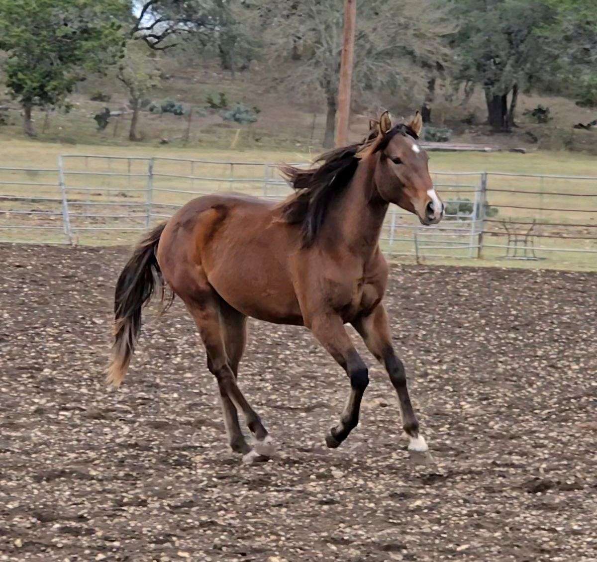 Performance Prospect With Elite Barrel Bloodlines