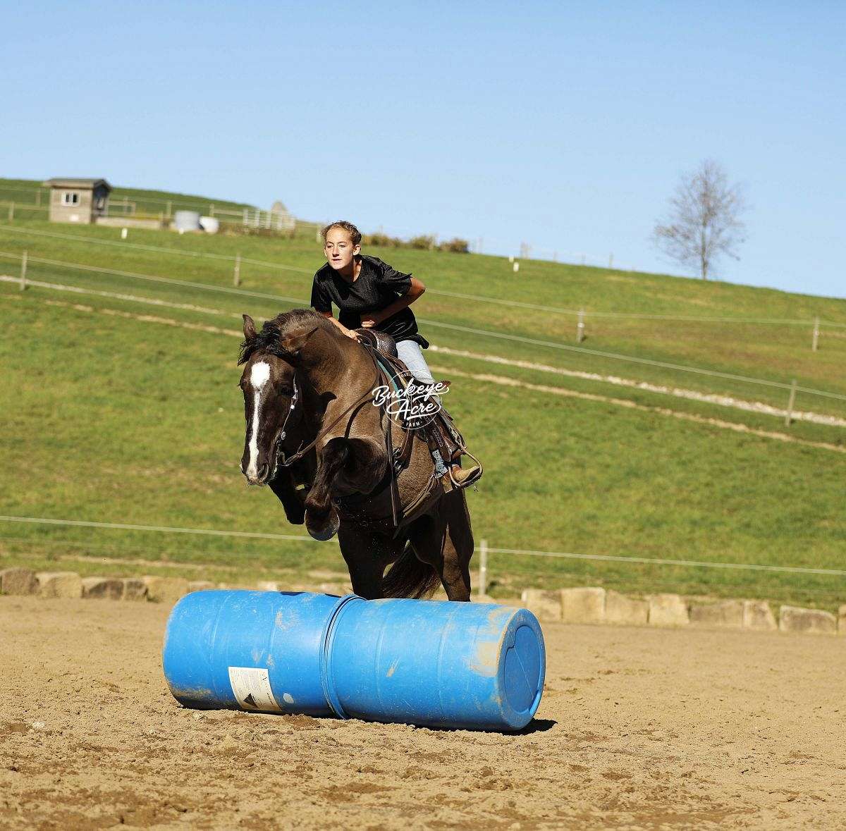 Cheeko, a Stunning 2021 Grullo Gelding| 16 Hand | Kid Safe
