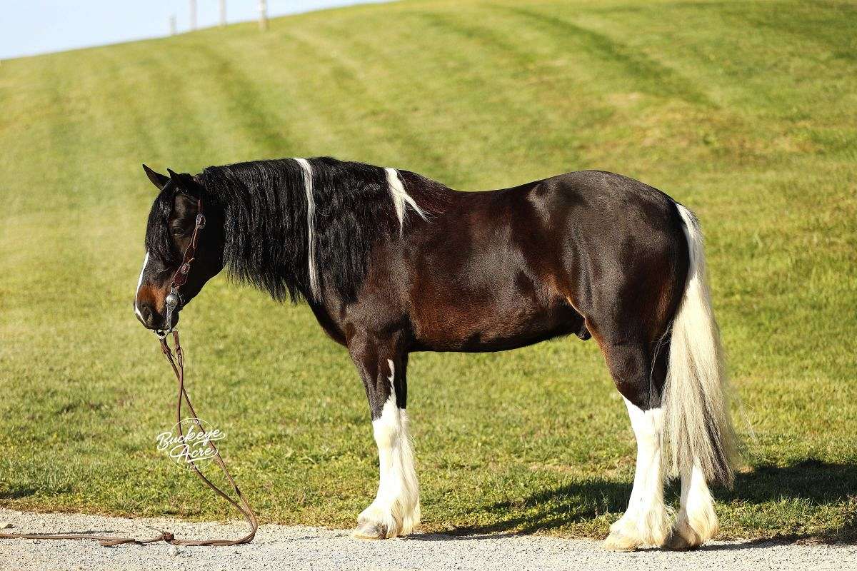 Nacho, a Stunning 2018 Model Gypsy Cross Gelding Who Stands a Strong 14.2 h