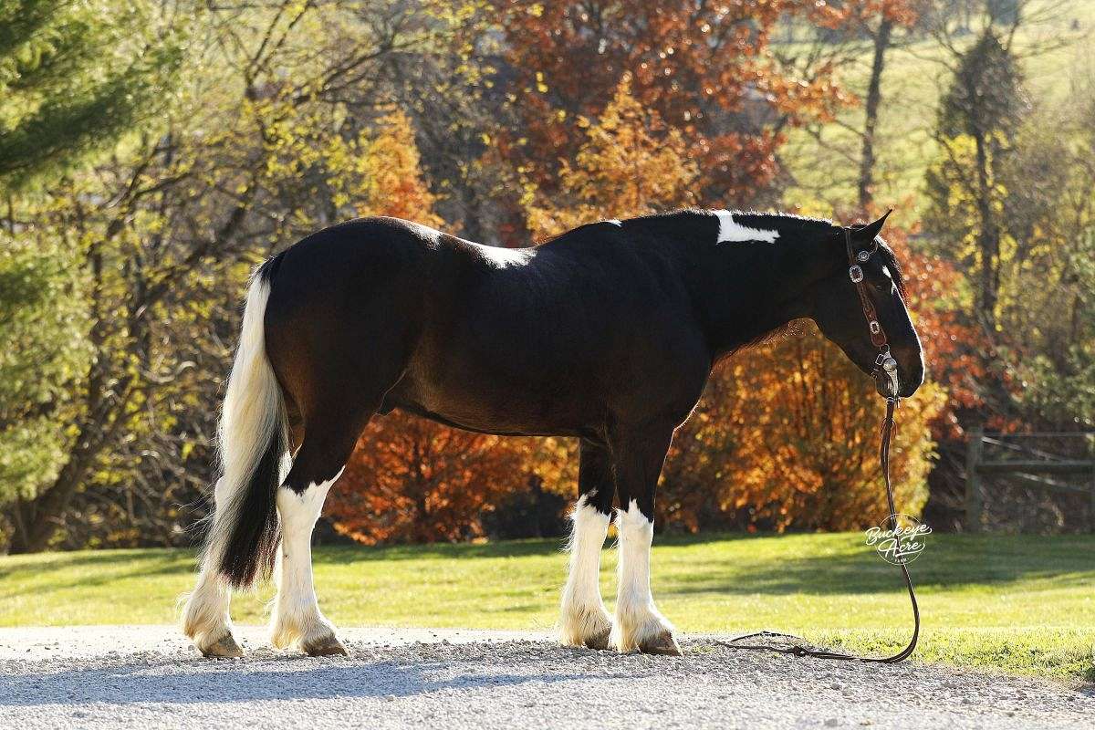 Nacho, a Stunning 2018 Model Gypsy Cross Gelding Who Stands a Strong 14.2 h