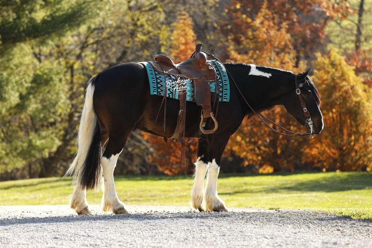 Nacho, a Stunning 2018 Model Gypsy Cross Gelding Who Stands a Strong 14.2 h