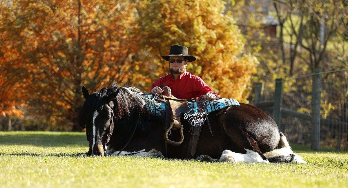 Nacho, a Stunning 2018 Model Gypsy Cross Gelding Who Stands a Strong 14.2 h