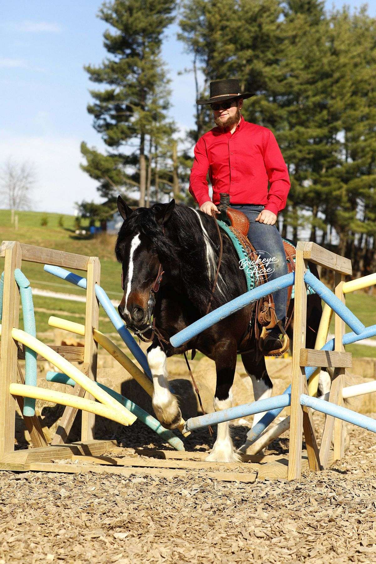 Nacho, a Stunning 2018 Model Gypsy Cross Gelding Who Stands a Strong 14.2 h