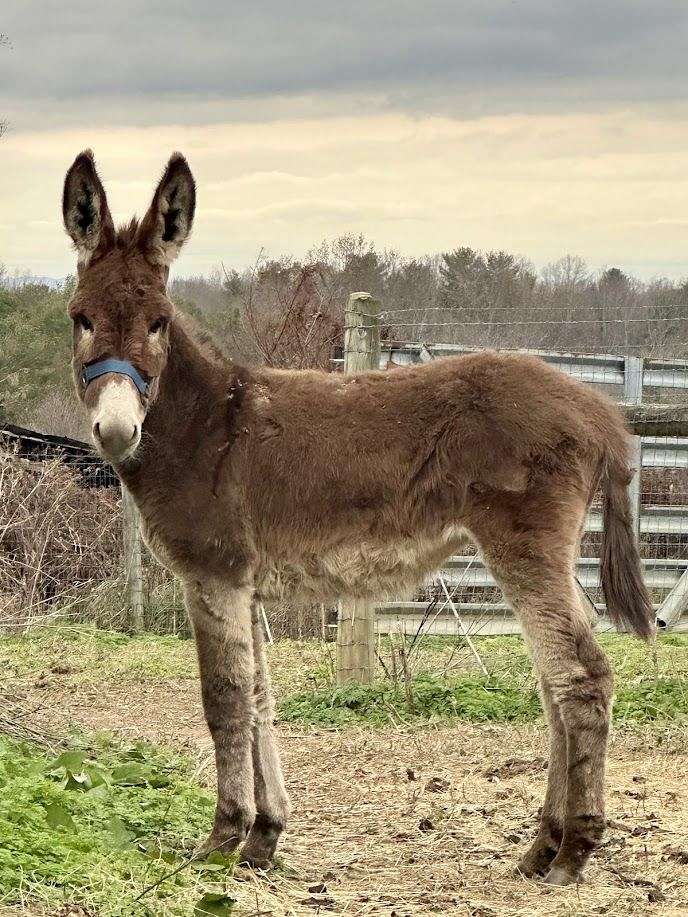 Standard Yearling Jenny Donkey