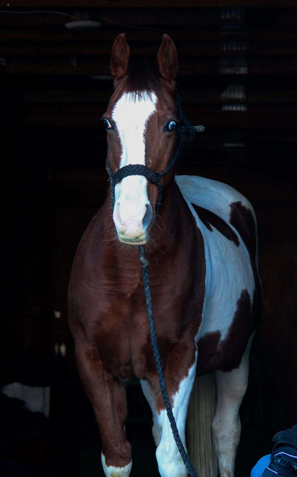 Family Friendly Paint Gelding