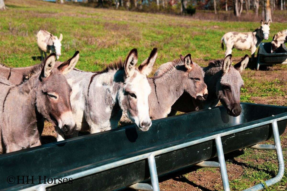 Herd of Miniature Donkeys, Bred, and Some Have Babies, Gentle