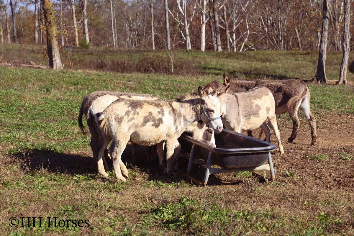 Herd of Miniature Donkeys, Bred, and Some Have Babies, Gentle