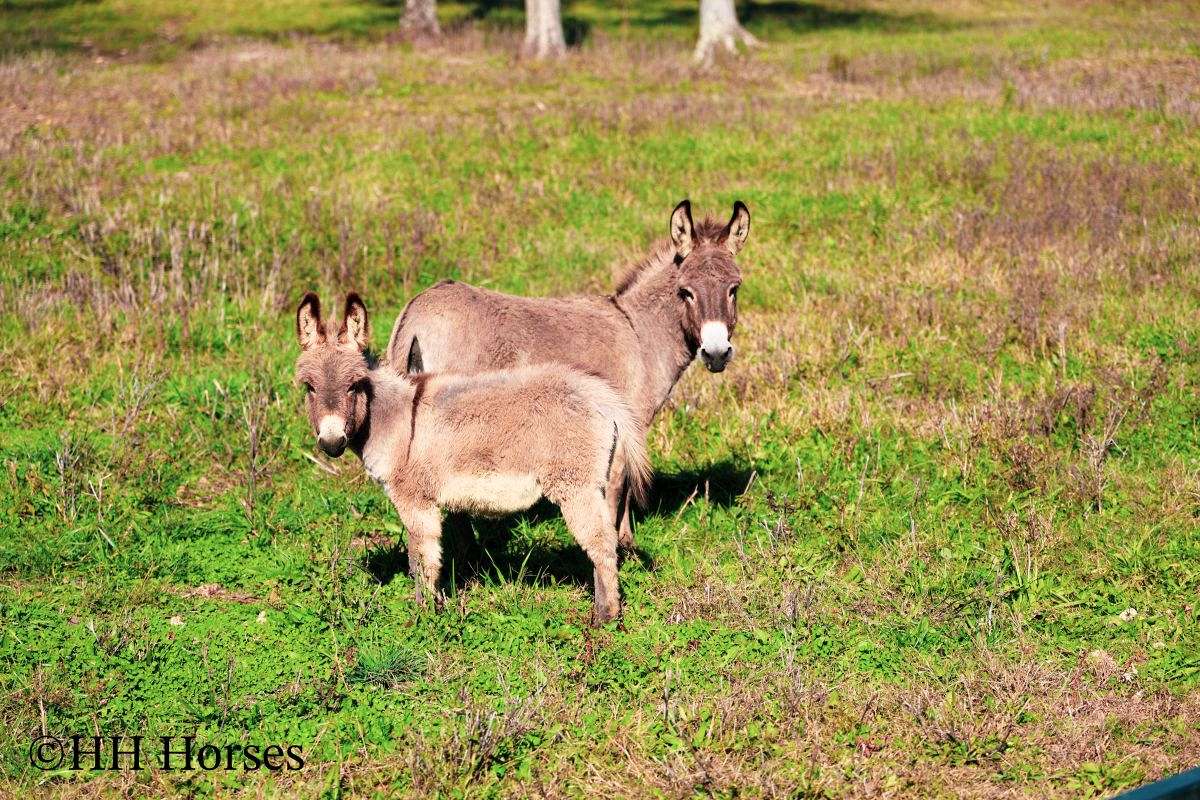 Herd of Miniature Donkeys, Bred, and Some Have Babies, Gentle