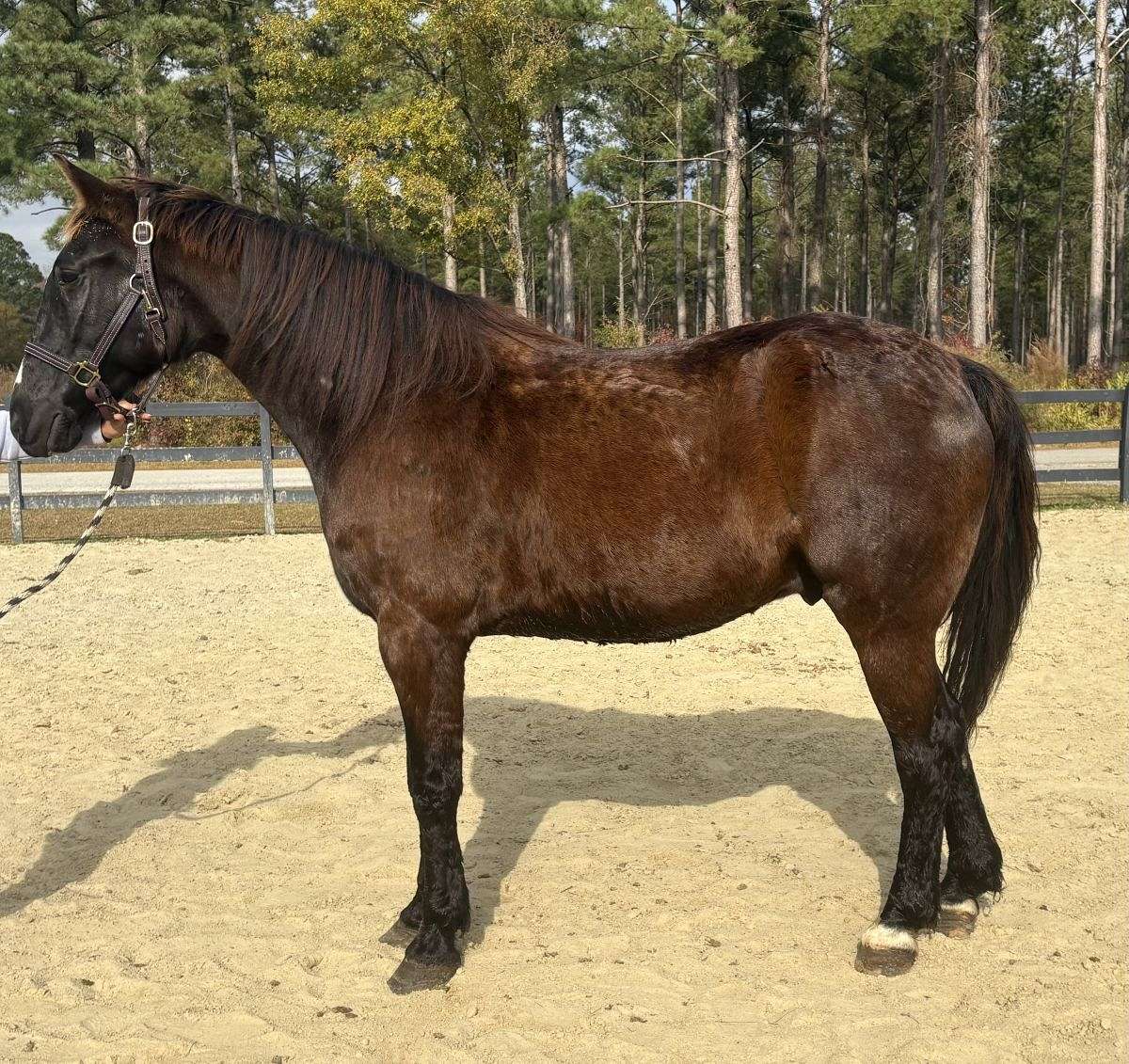 Black QH Cross