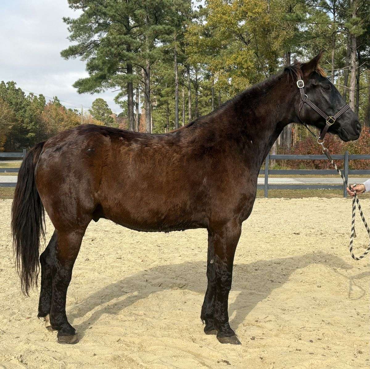 Black QH Cross