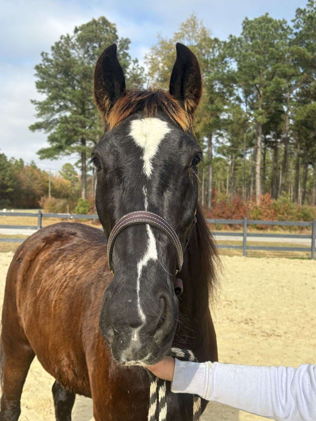 Black QH Cross