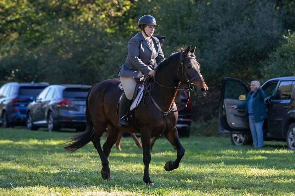 Cowboy ~Seasoned Fox- Hunter ~ Morgan/Percheron Cross