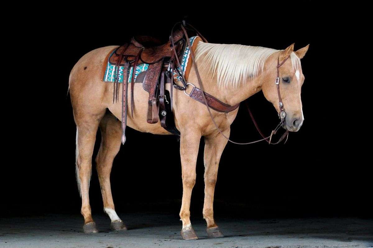 AQHA Palomino Gelding