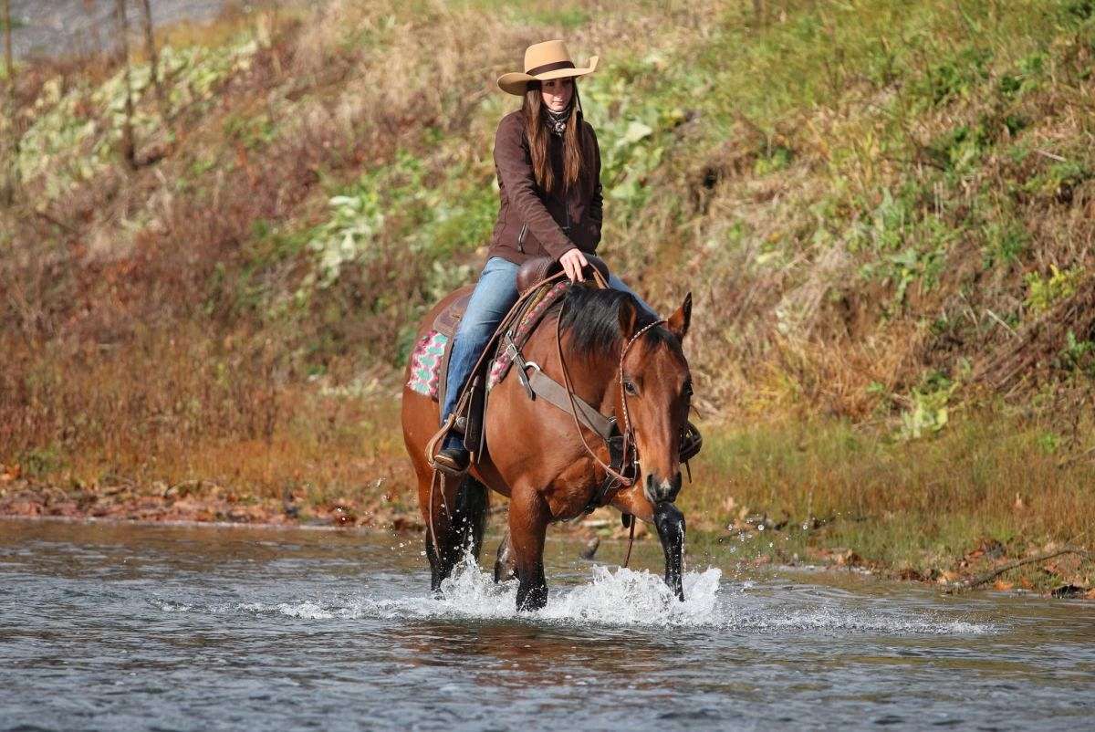 Very Gentle Bay Mare Ready to Go in Any Direction