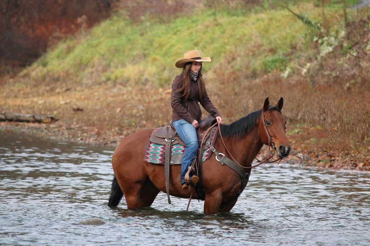 Very Gentle Bay Mare Ready to Go in Any Direction