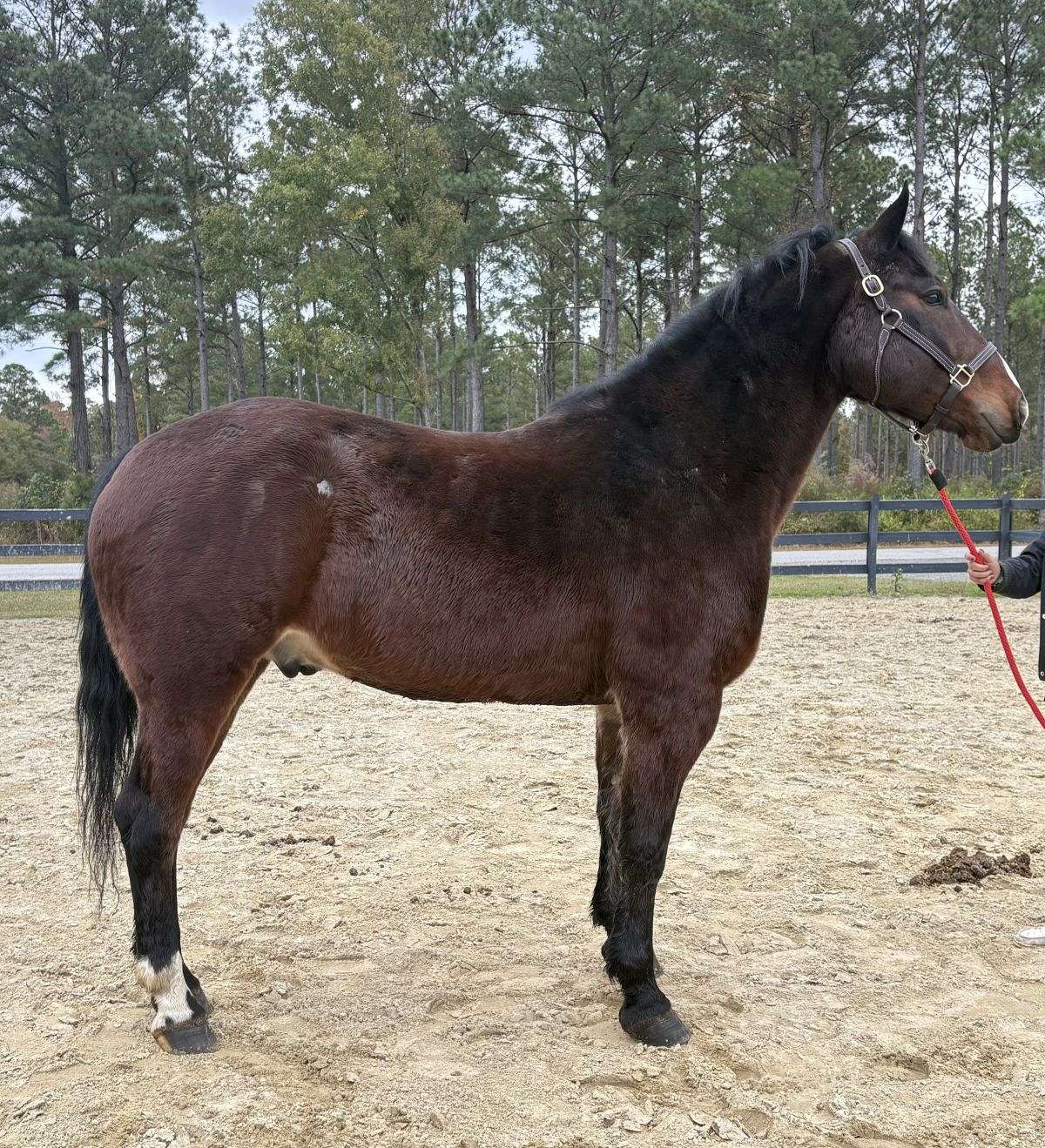 Bay Percheron QH