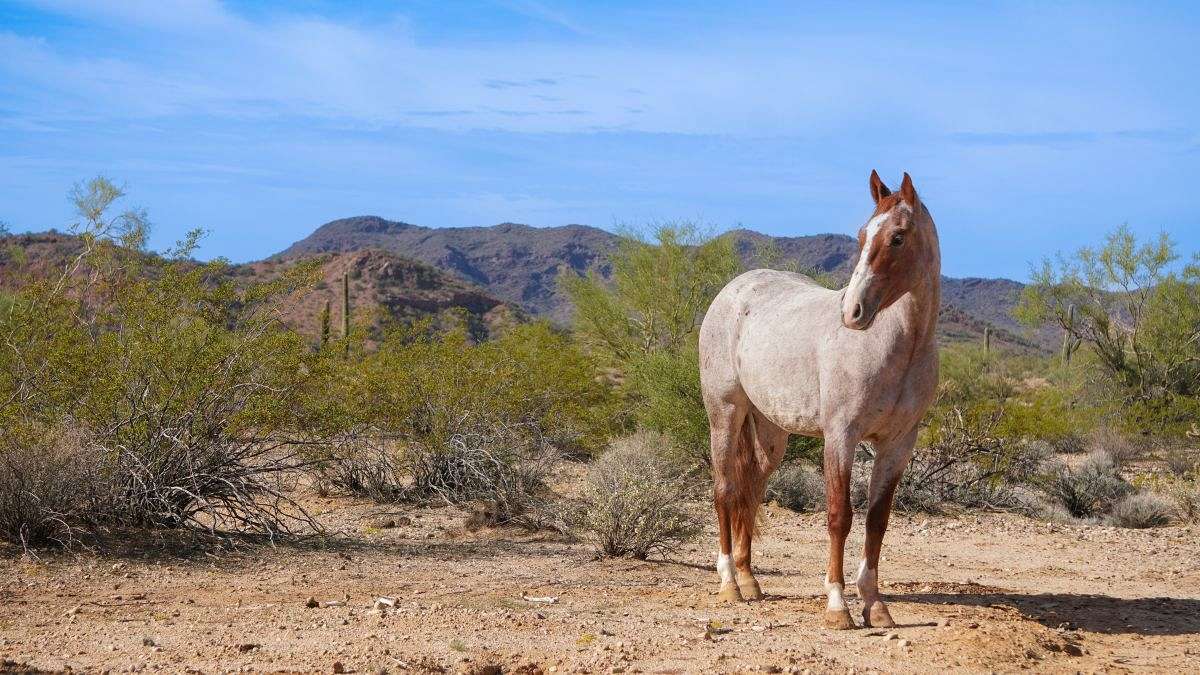 Bet On the Metal Dr | 2023 AQHA Mare