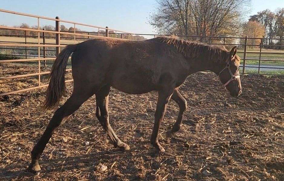 Registered TWHBEA Filly