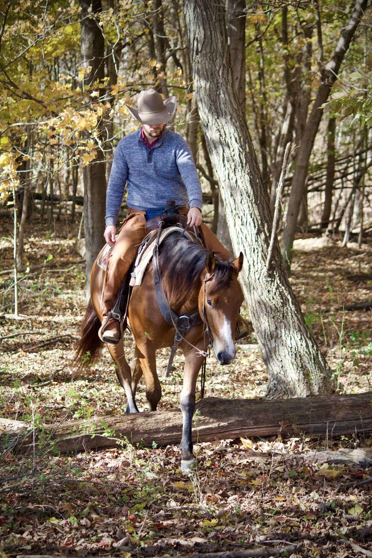 Gentle, Kind Eyed, Nice Riding Gelding Ready to Go