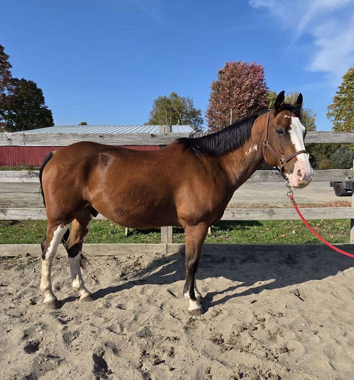 Marucci 14.1h, 7yo Pinto Pony Gelding