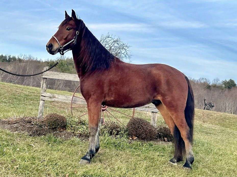 Magic - Friesian X Standardbred Pony