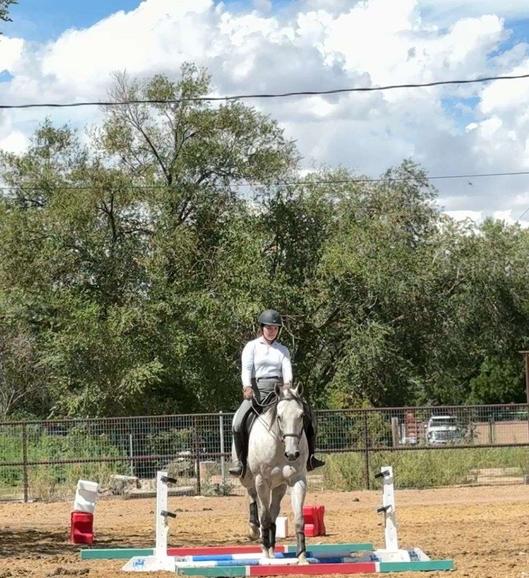 Flashy Dressage or Jumping Gelding