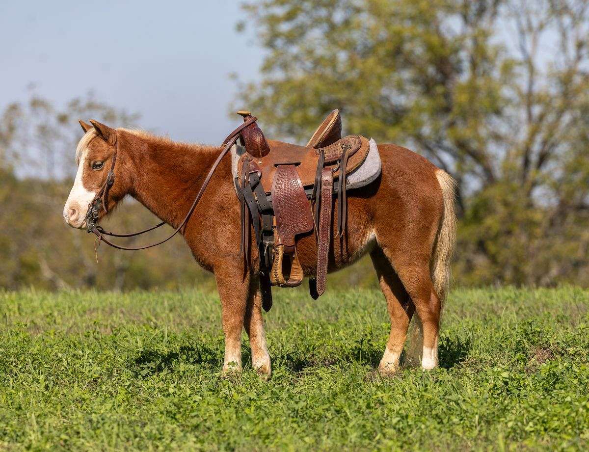 Pancake - Sweetest Sorrel Mare Pony , Broke to Ride & Drive