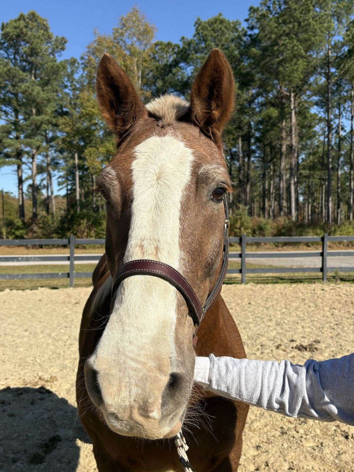 Belgian Cross Gelding