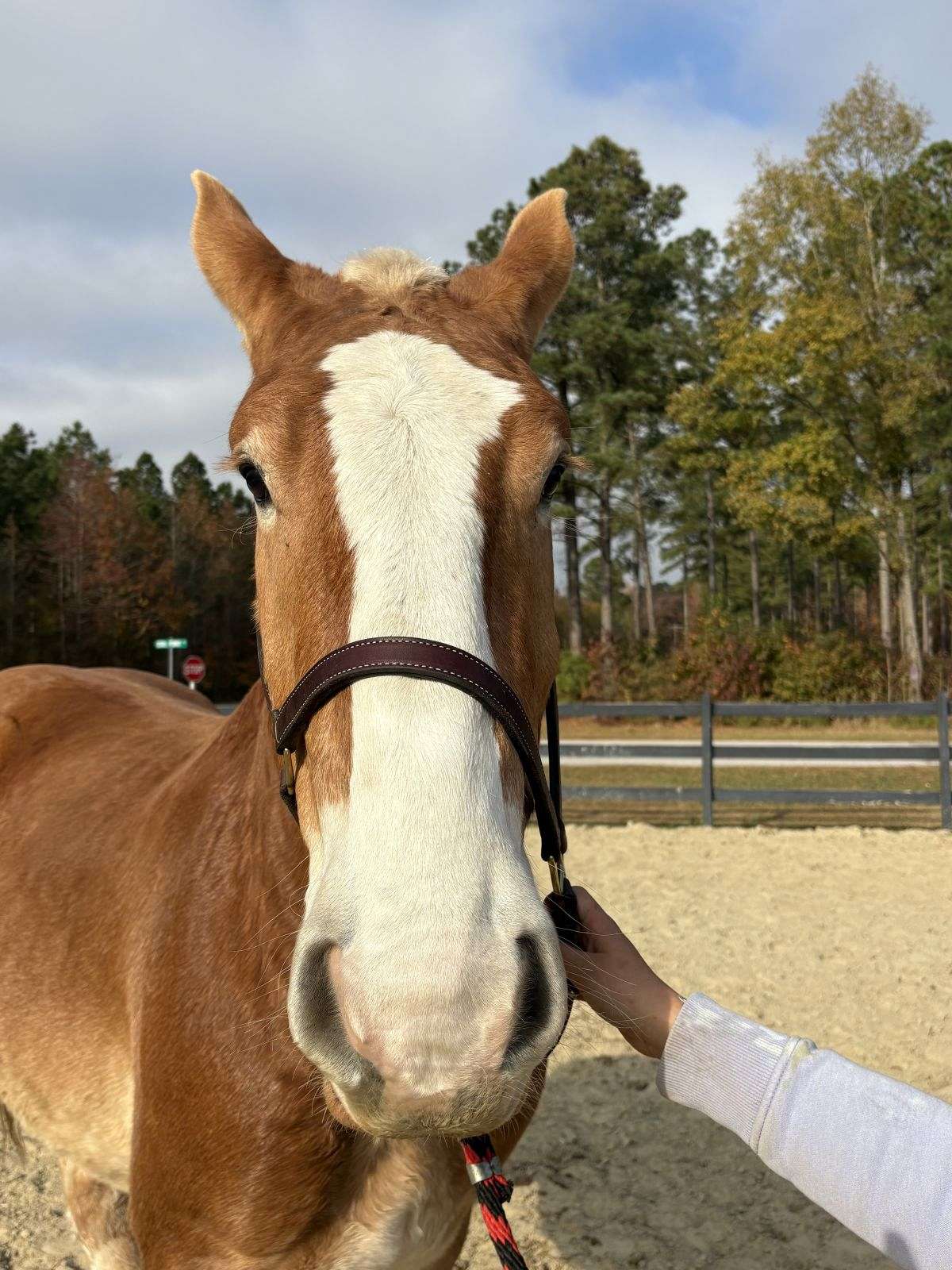 Bombproof Belgian Gelding