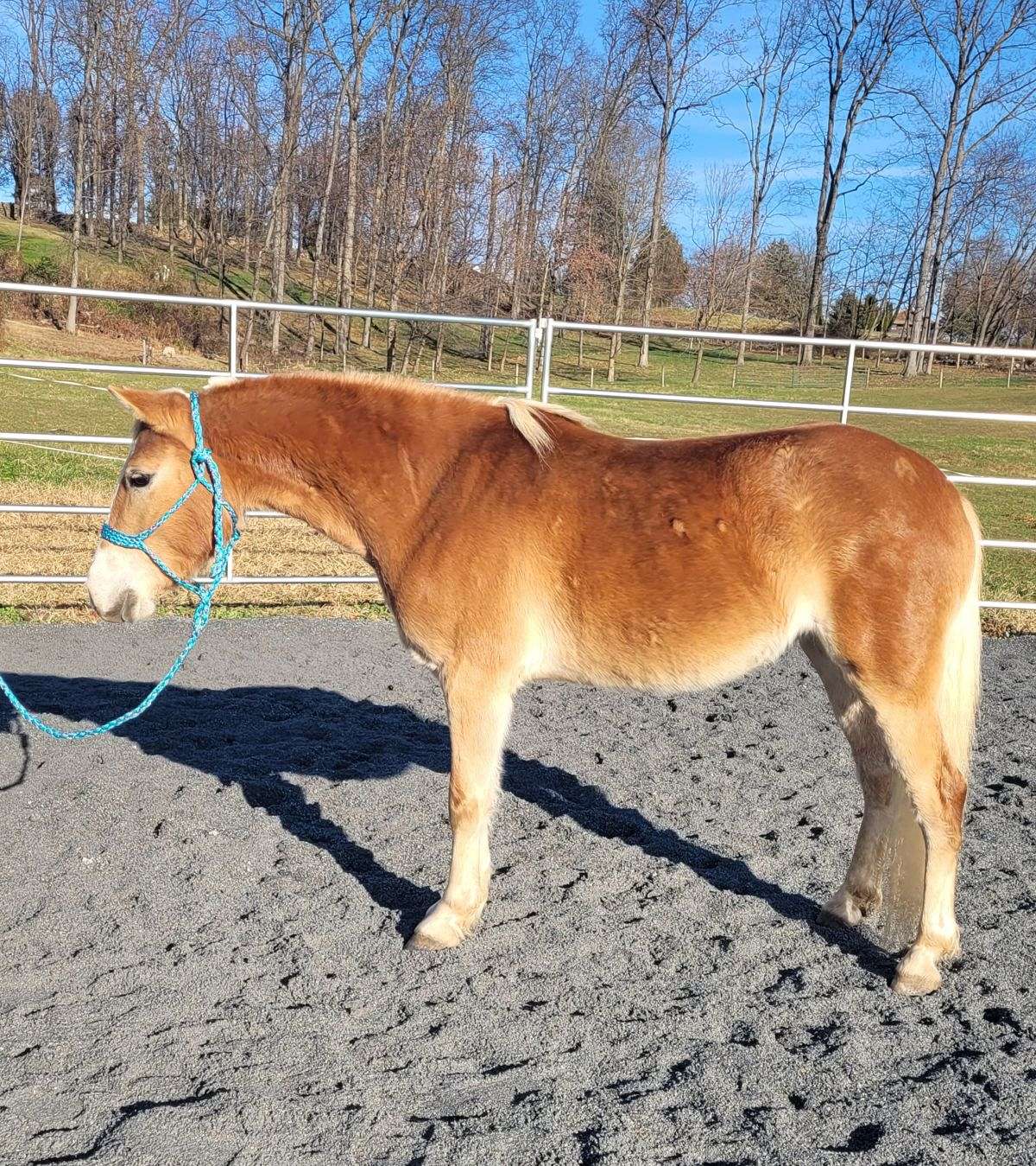 3 Year Old Gentle Filly