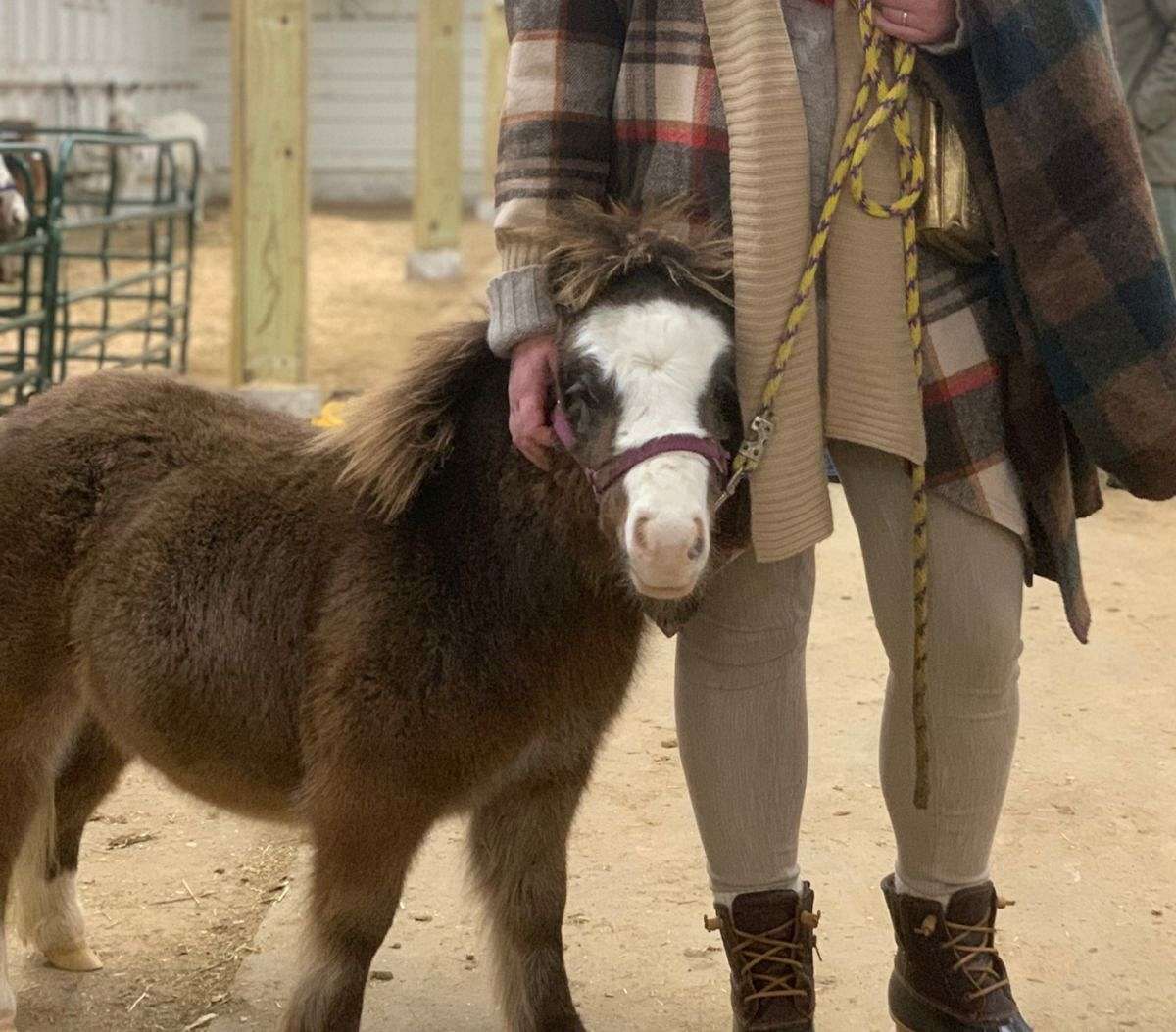 Cutest Baby Pony Ever!