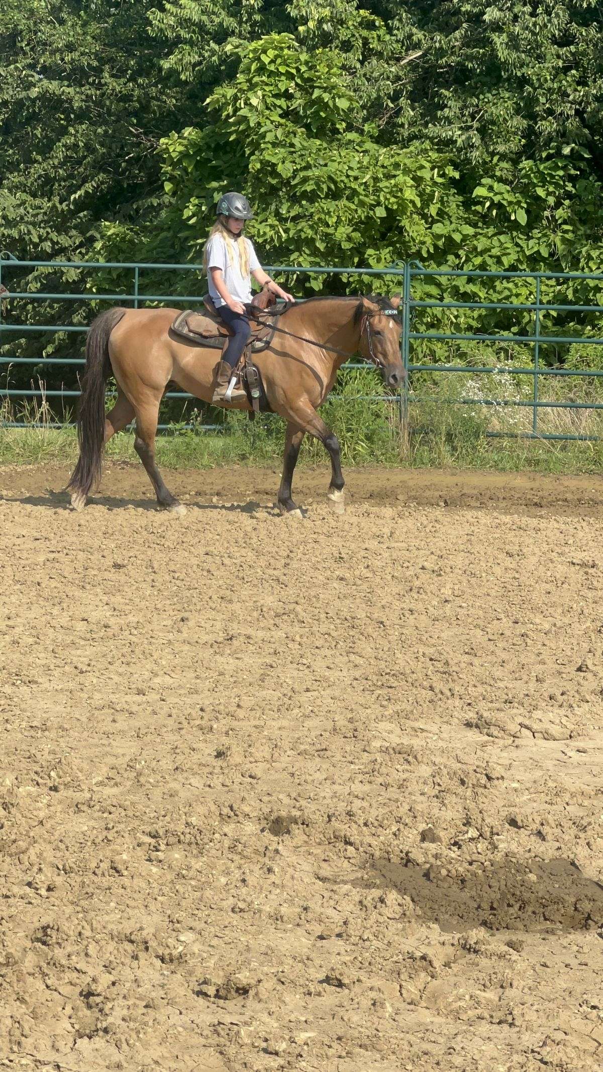 Maggie - Quarter Horse Mare