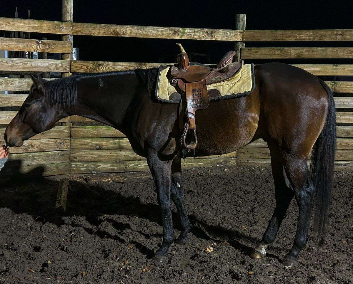 Unraced Classy, Quiet Thoroughbred Gelding