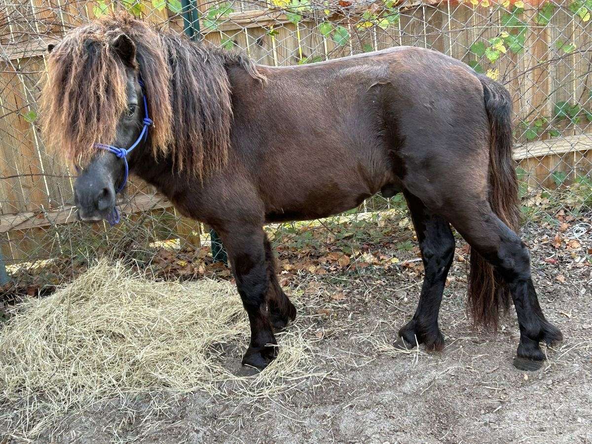 Miniature Horse Colt
