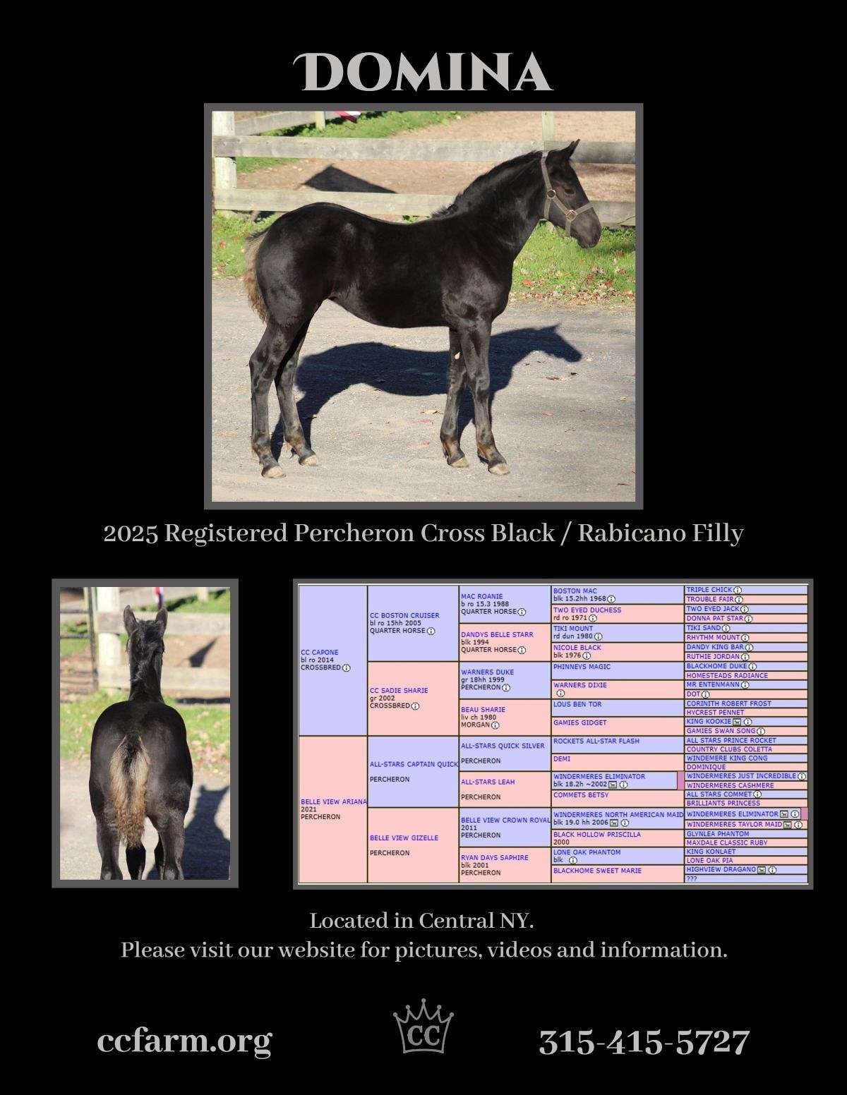 Registered Percheron Cross Filly