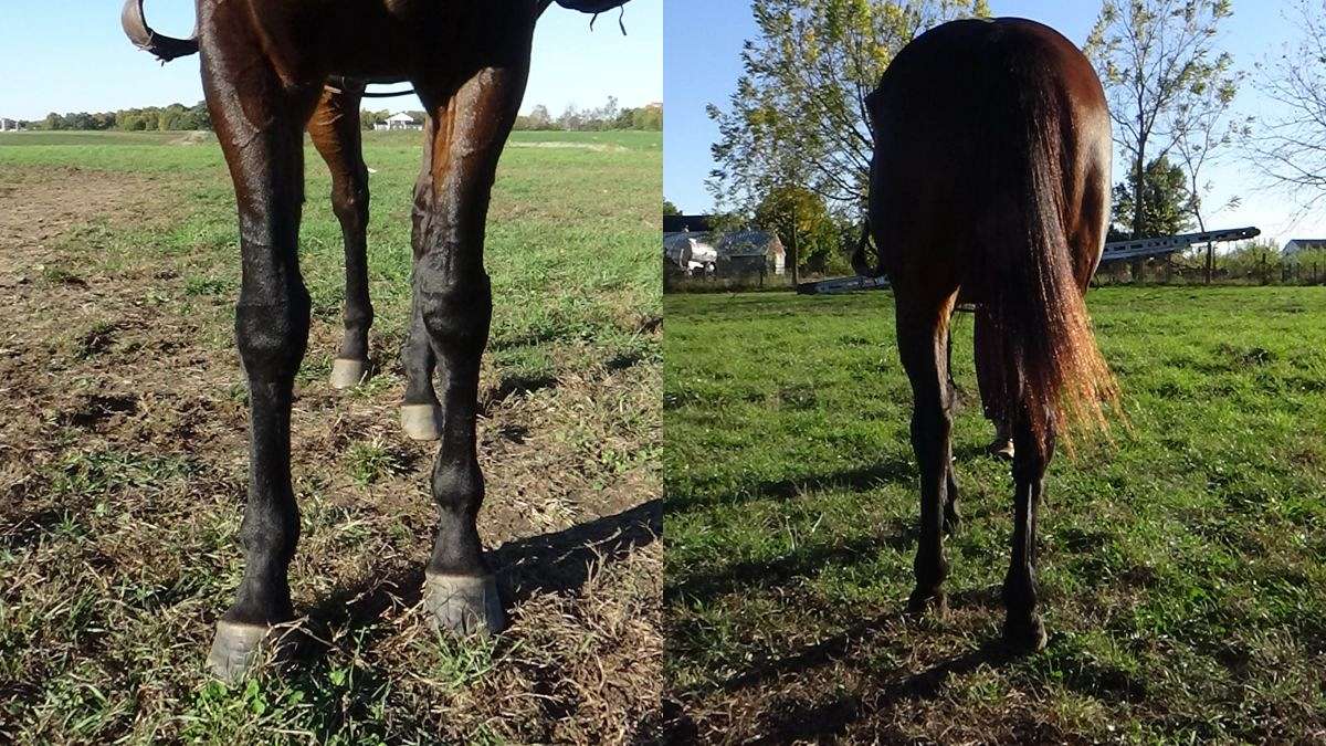 Isabelle, 2021 Thoroughbred Mare | Unraced, Endurance Prospect, Trail Horse