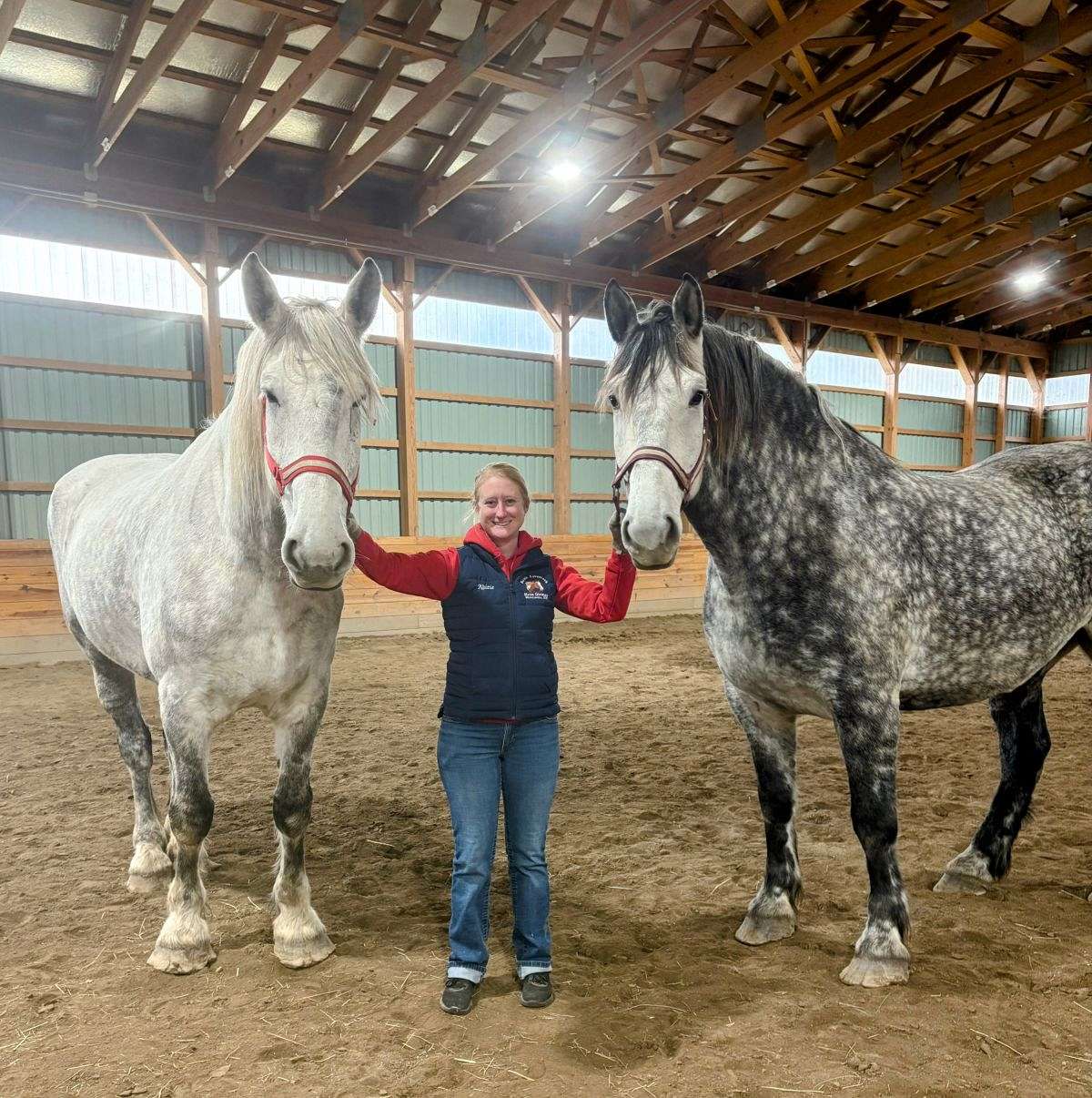 Well Broke Percheron Geldings - Team