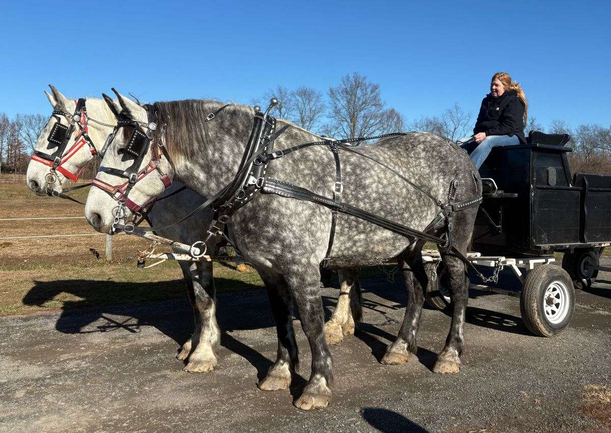 Well Broke Percheron Geldings - Team
