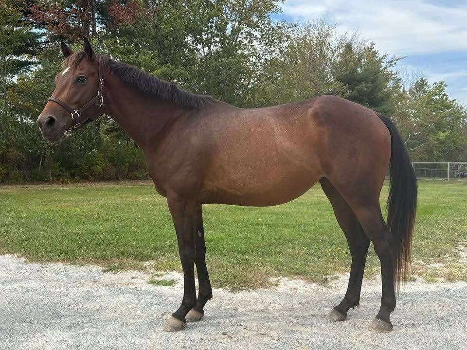 Junior Hunter Prospect