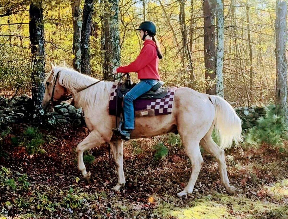 Pretty Trail Horse