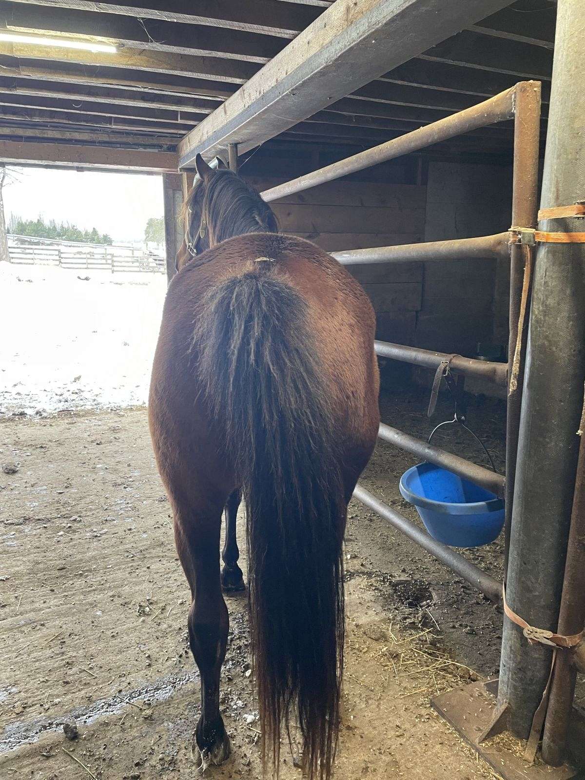 Star - 8 Year Old Arabian Cross