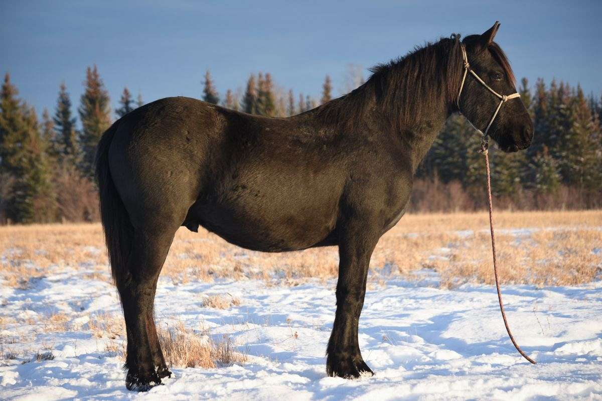 3/4 Friesian Sporthorse Gelding