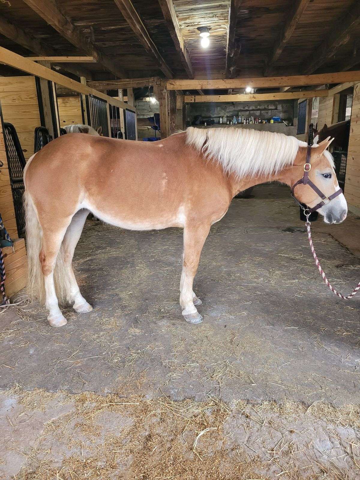 5 Year Old Registered Mare