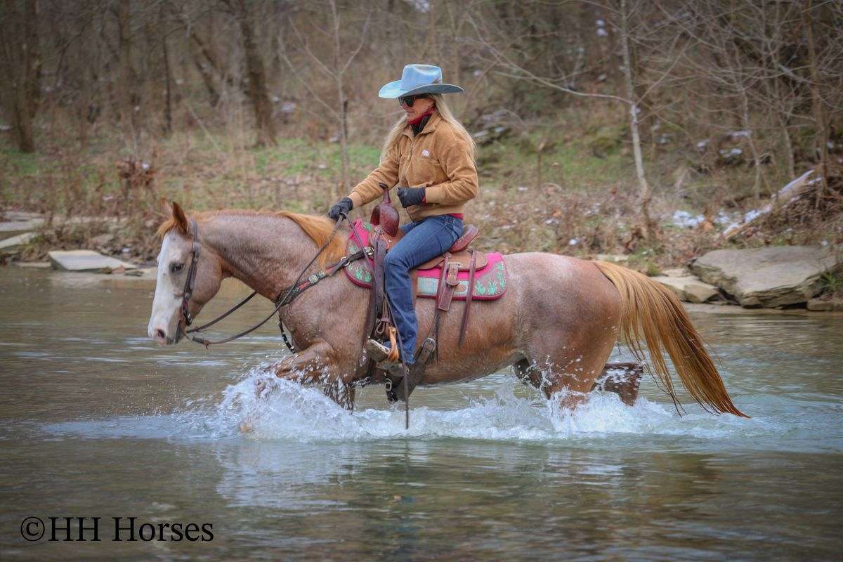 Athletic and Attractive Red Roan Mare, Trail Rides, Work Cattle