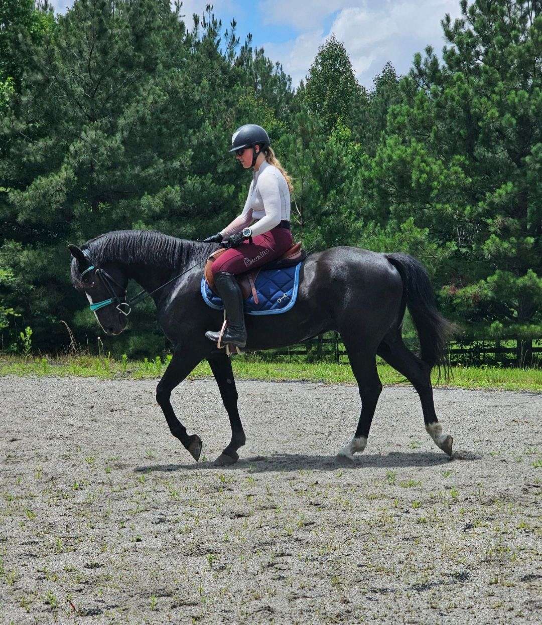 Bandit - Lovely Mover - Dressage Prospect & Trail Horse